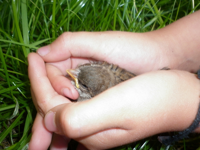 Qué Podemos Hacer Si Encontramos Un Pájaro Herido?