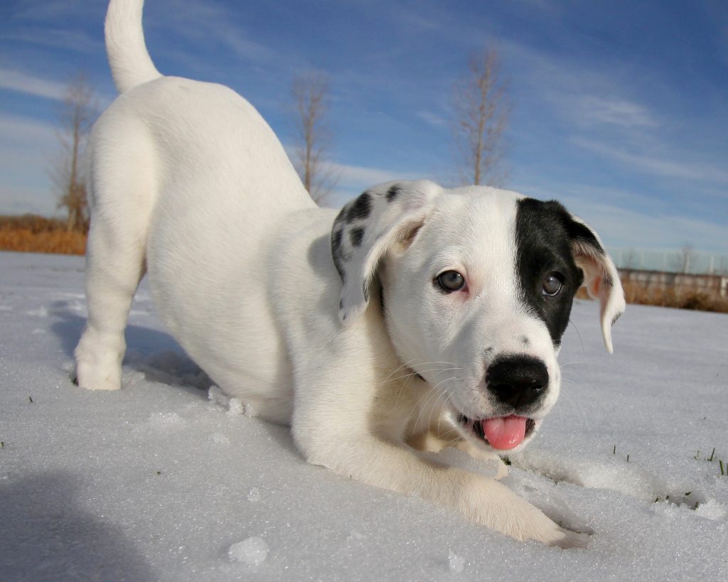 La Postura De Tu Perro Te Indica Su Estado De Ánimo