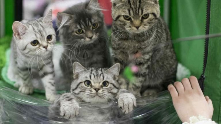 Personalidad de los Gatos Según su Color