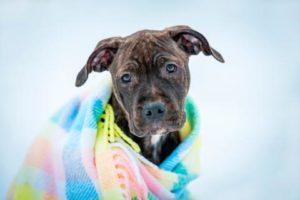 Tos de las Perreras Tratamiento