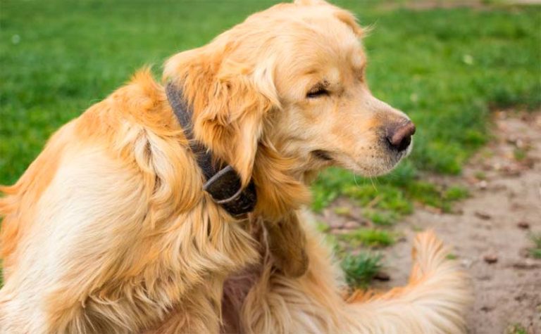 Lombrices en los Perros Síntomas y Remedios Caseros