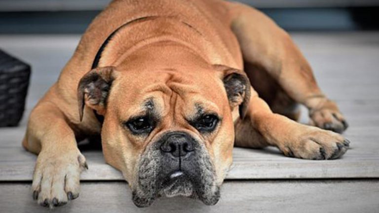 Lombrices en los Perros Síntomas y Remedios Caseros