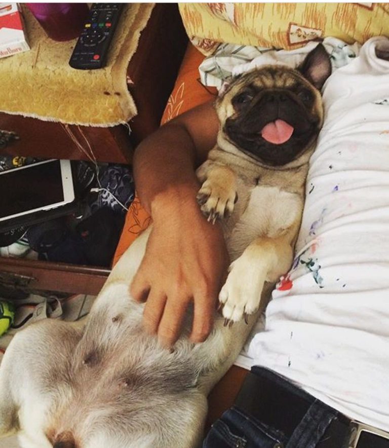 Aceite Quemado para Perros con Sarna
