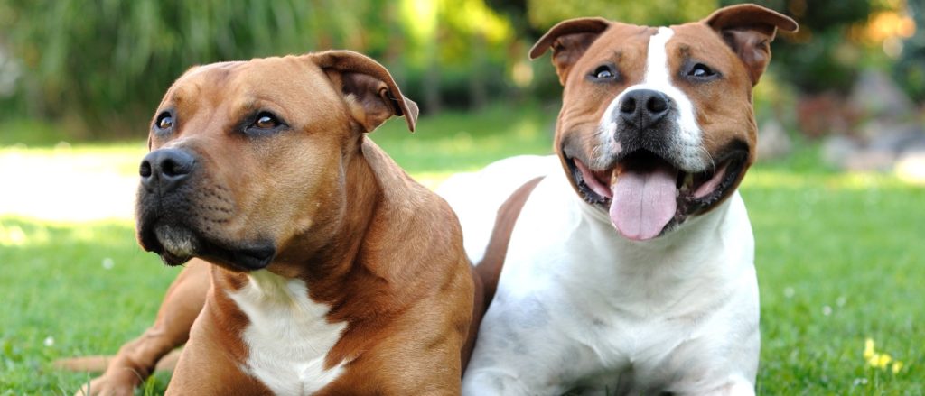 Información Sobre el Perro [Características de los Perros] - Mundo ...