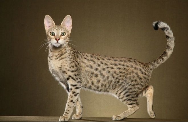Gato De La Sabana Características