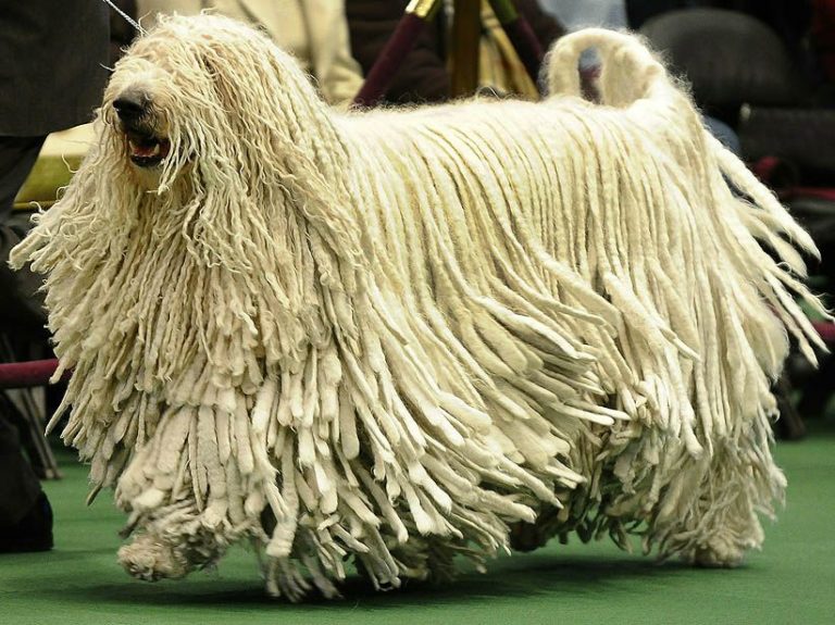 Perros de Raza Grande Peludos