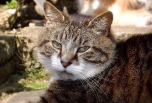 Personalidad de los Gatos Según su Color