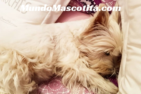Mi Perro Tiene Ronchas y está Hinchado - Mundo Mascotita