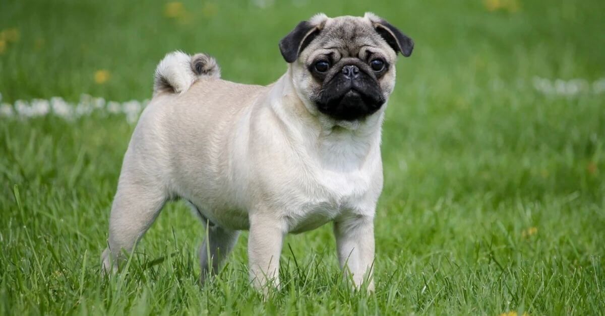 Cuál es la raza de perro arrugado? Hay más de una y estas son