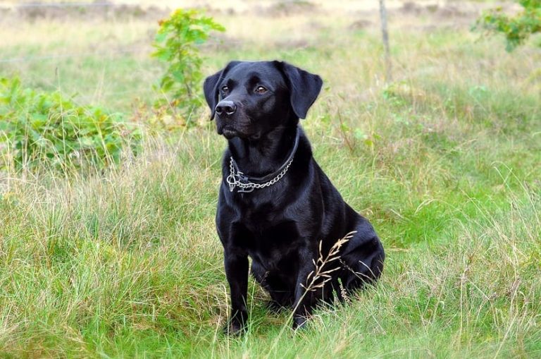 Qué raza es el labrador negro? Características